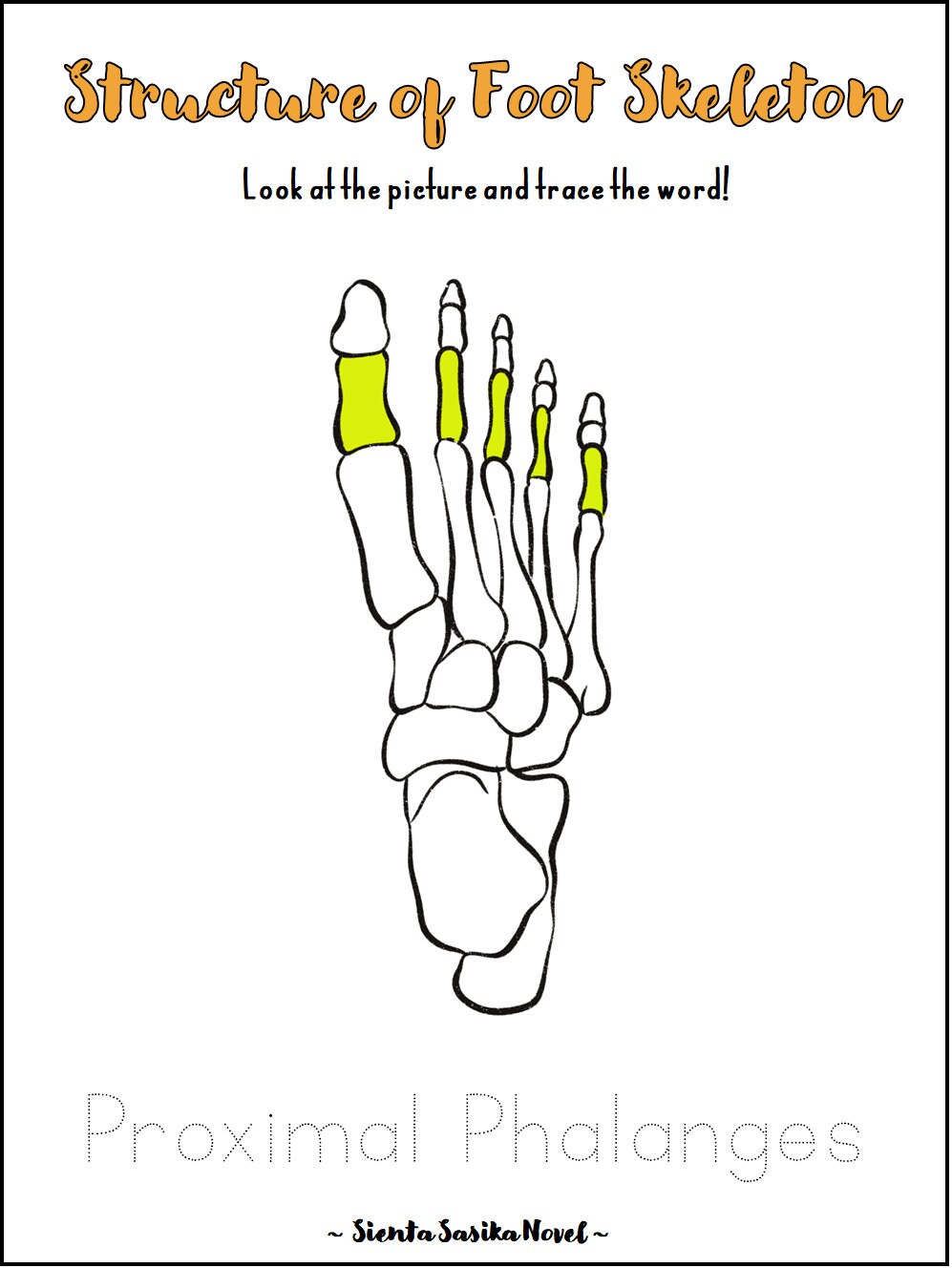 STRUCTURE of FOOT SKELETON: Montessori 3 Parts Card and 42 - Etsy Canada