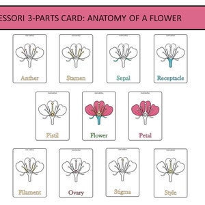 FLOWER ANATOMY: Montessori 3 Parts Card and 50 Pages Worksheet | Flower ...