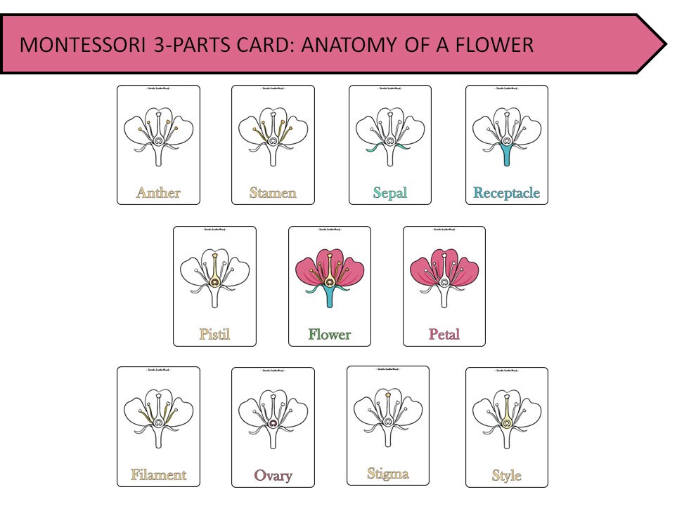 ANATOMY of A FLOWER: Montessori 3 Parts Card and 50 Pages Worksheet ...