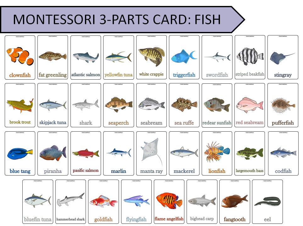 BUNDLE MONTESSORI 3 Parts Card: Fish, Insects, Birds Flash Cards Total ...