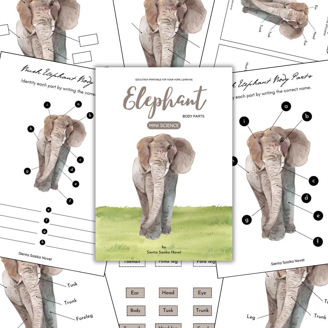 Elephant Anatomy Learning Print: Animal Body Parts Worksheet (PDF & PNG ...