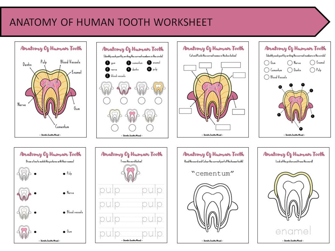 Parts Of The Human Tooth