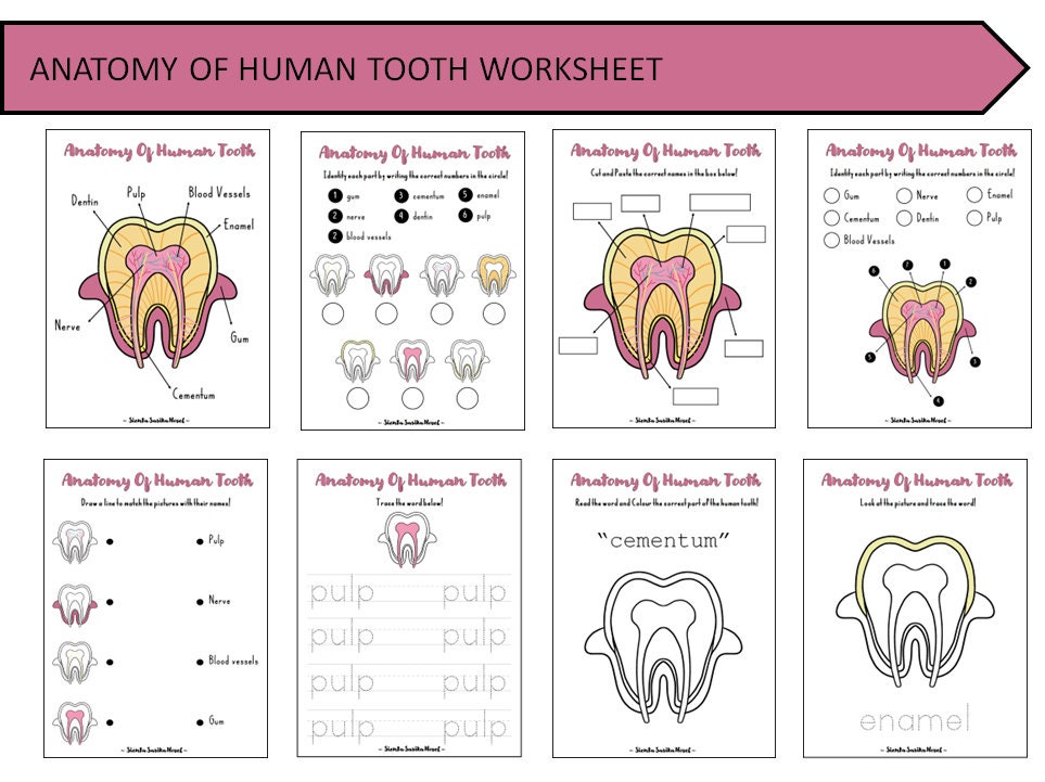ANATOMY of HUMAN TOOTH: Montessori 3 Parts Card and 40 Pages Worksheet ...