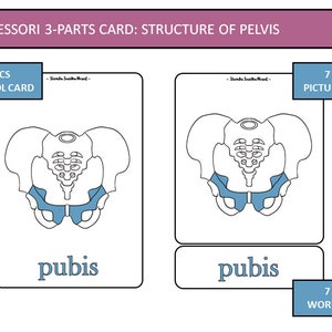 STRUCTURE OF PELVIS: Montessori 3 Parts Card and 50 Pages Worksheet ...