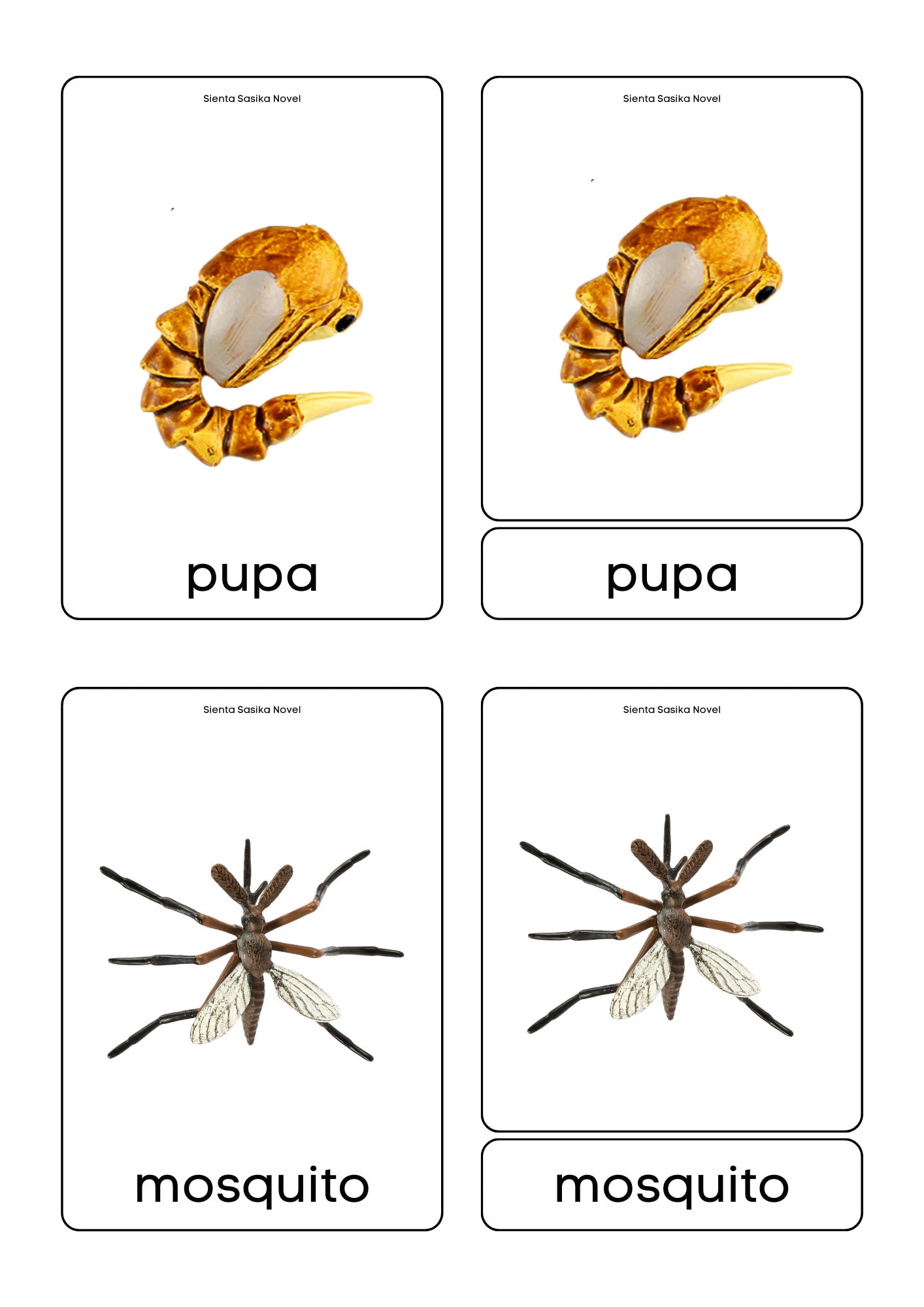 Mosquito Life Cycle Printable: Montessori 3-part Cards & Worksheets ...