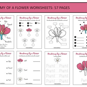 FLOWER ANATOMY: Montessori 3 Parts Card and 50 Pages Worksheet | Flower ...