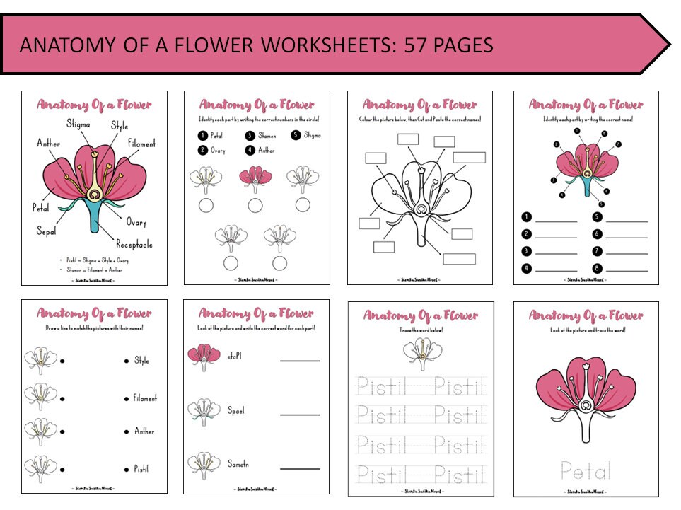 ANATOMY of A FLOWER: Montessori 3 Parts Card and 50 Pages Worksheet ...