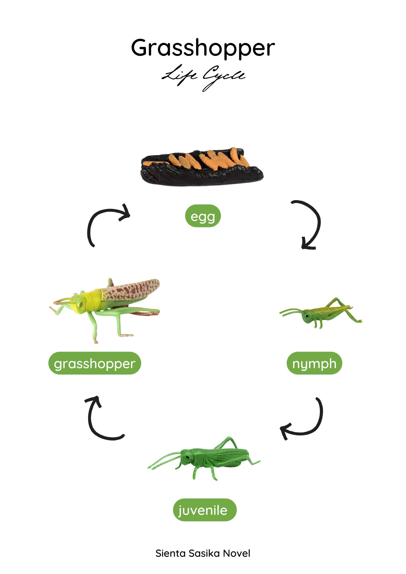 LIFE CYCLE: Grasshopper Life Cycle for Your Figurine Life Cycle ...