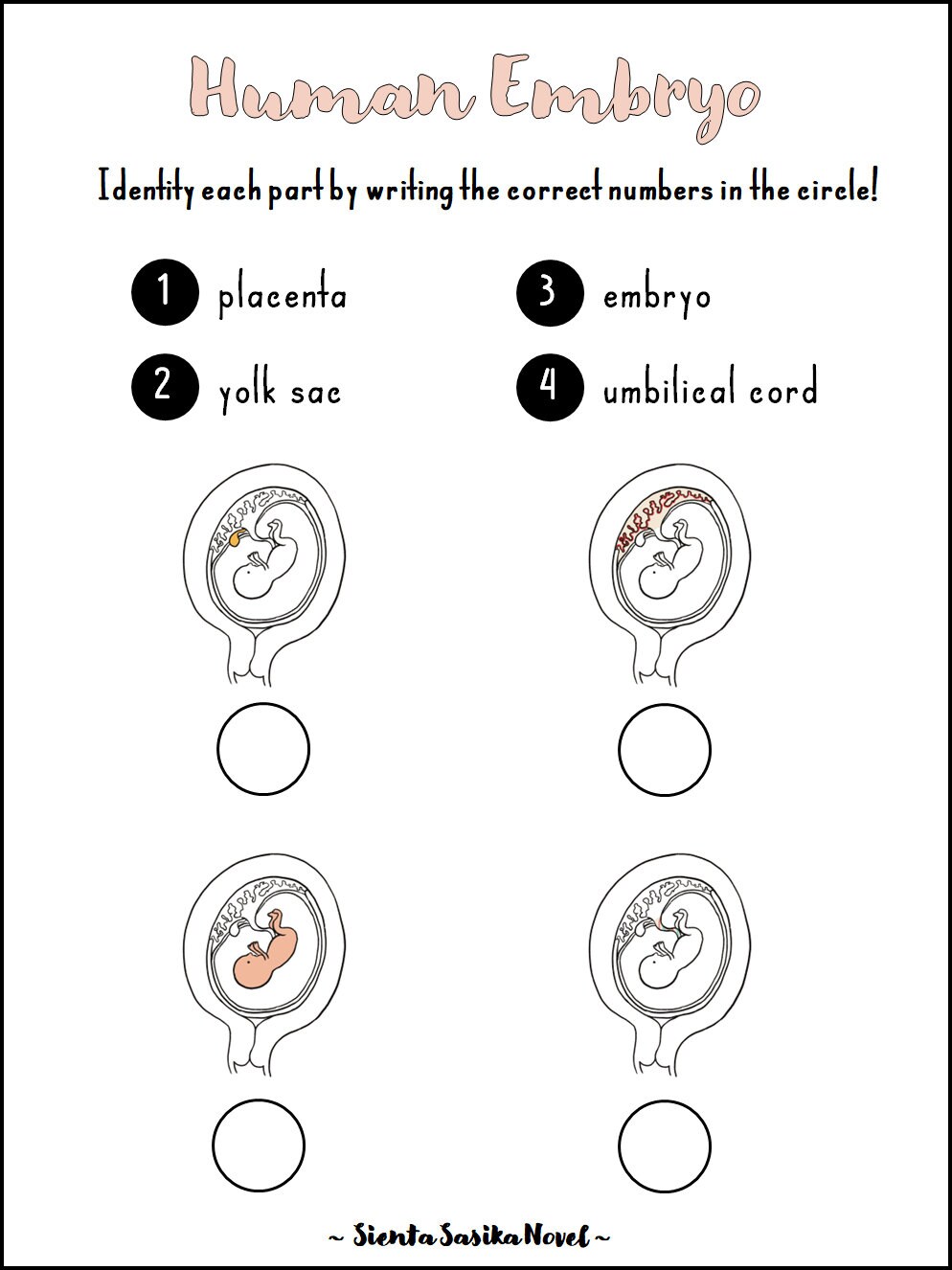 HUMAN EMBRYO: Montessori 3 Parts Card and 60 Pages Worksheet - Etsy