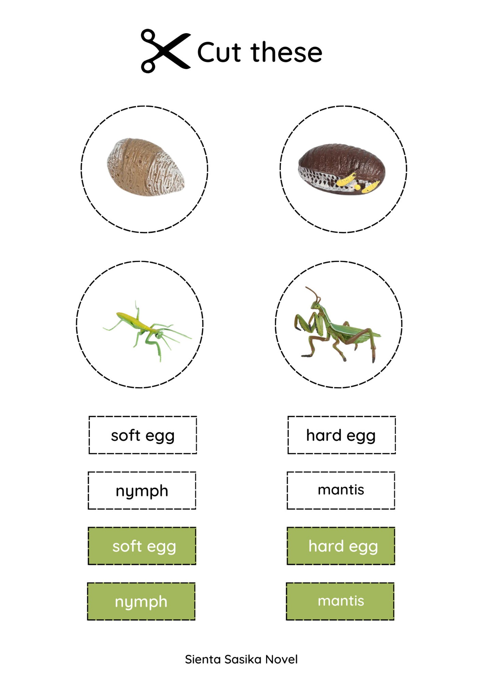 LIFE CYCLE: Mantis Life Cycle for Your Figurine Life Cycle Material ...