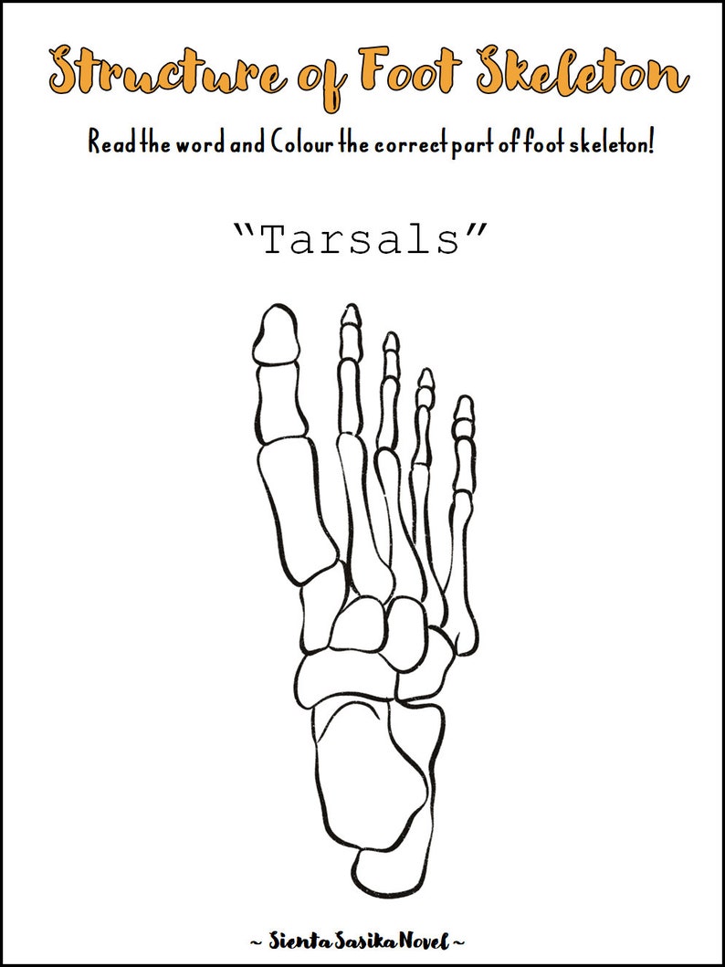 STRUCTURE of FOOT SKELETON: Montessori 3 Parts Card and 42 - Etsy