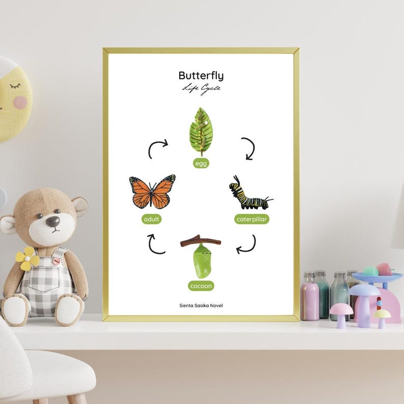 POSTER of Chicken Life Cycle, Ladybird/ladybug Life Cycle, Grasshopper ...
