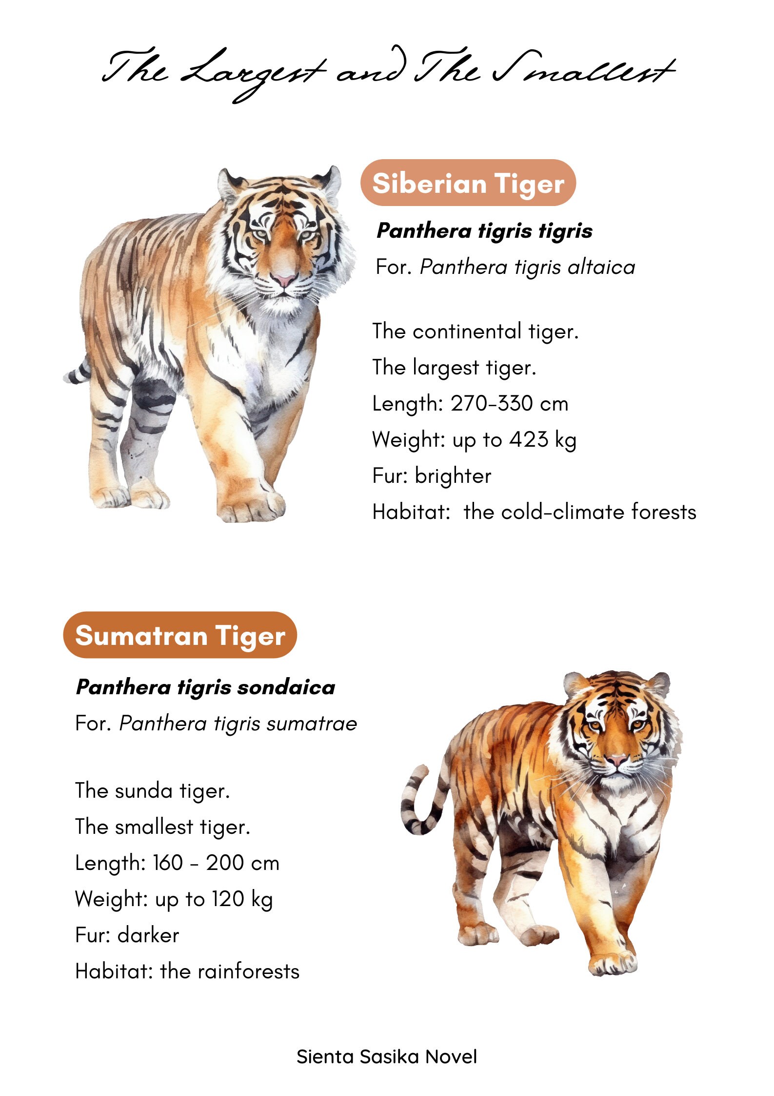 Tiger Nature Unit Study: Homeschool Science Printable (digital Download ...