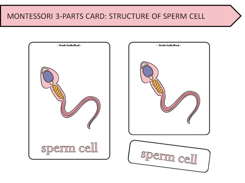STRUCTURE of SPERM CELL: Montessori 3 Parts Card and 68 Pages Worksheet ...