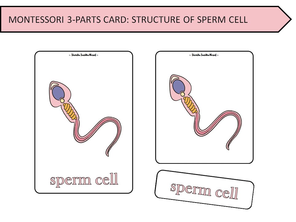 STRUCTURE of SPERM CELL: Montessori 3 Parts Card and 68 Pages Worksheet ...