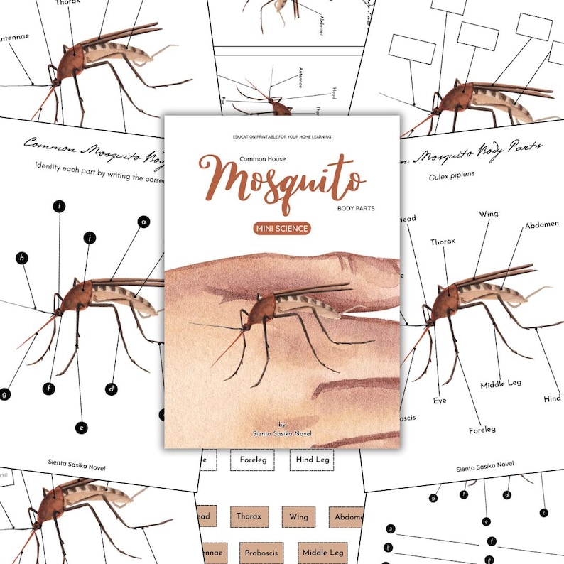 Common Mosquito Anatomy: Body Parts Learning Printable (PDF) - Etsy