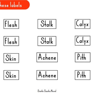 PRESCHOOL: Fruits Anatomy Anatomy Map, Fruits Anatomy Map ...