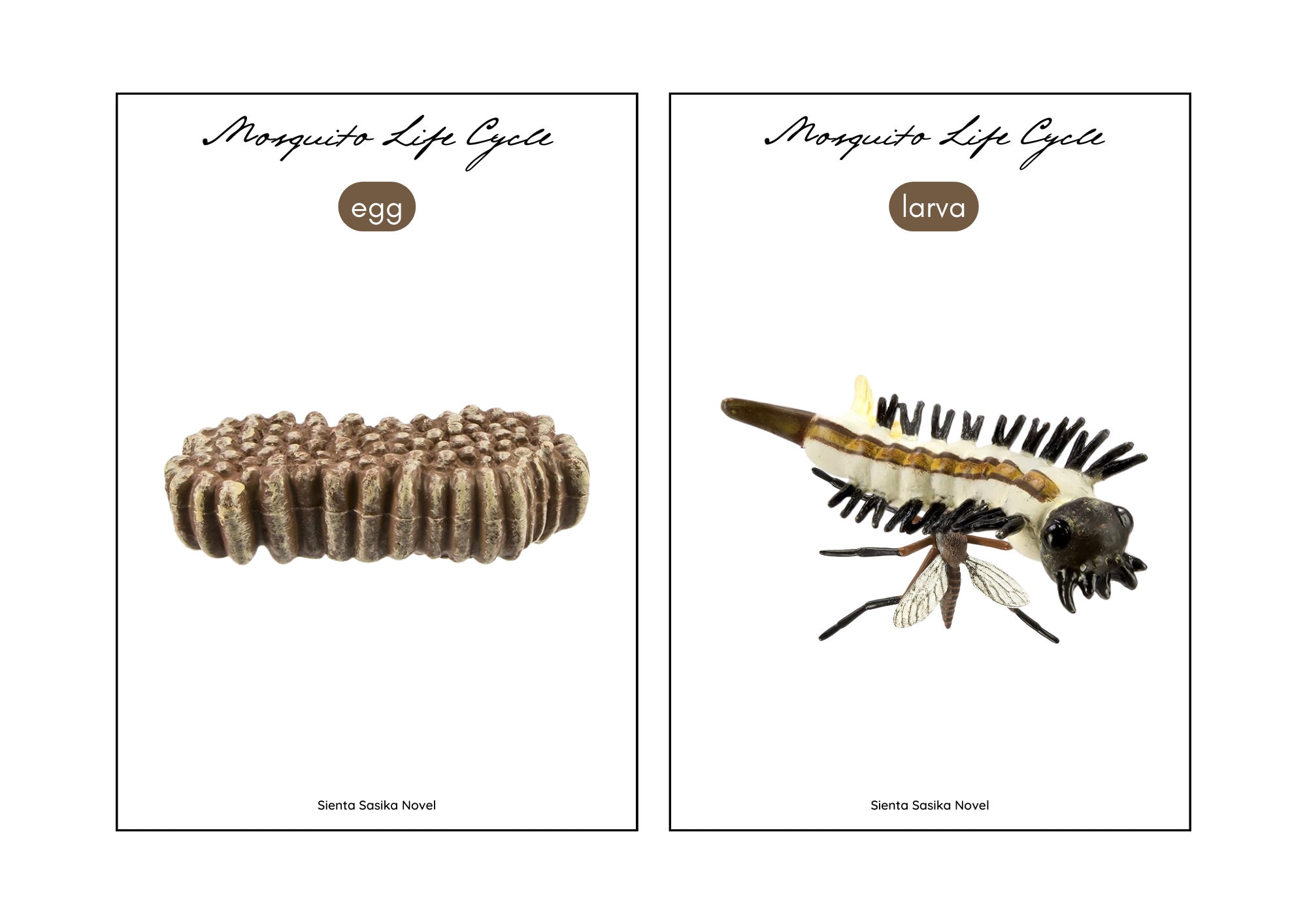Mosquito Life Cycle Printable: Montessori 3-part Cards & Worksheets ...