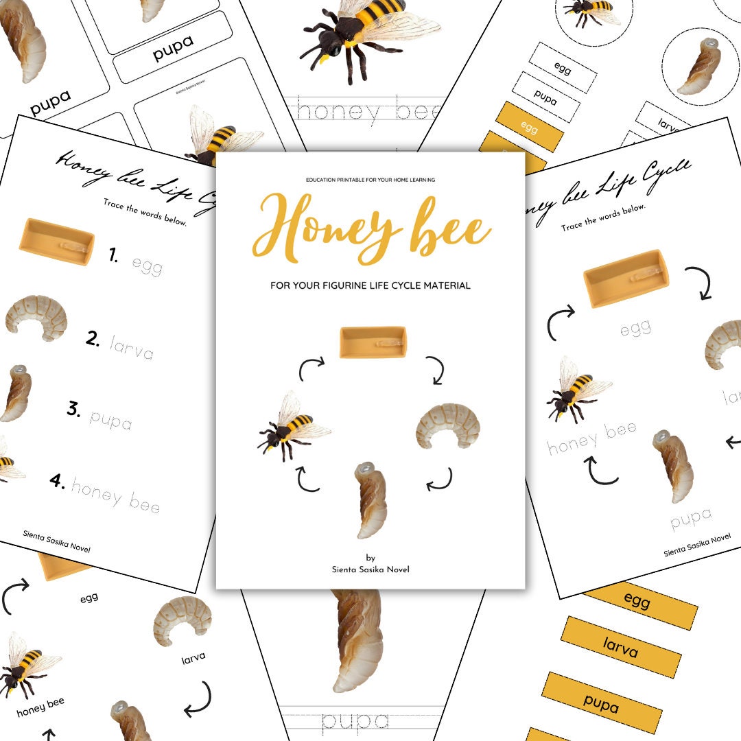 LIFE CYCLE: Honey Bee Life Cycle for Your Figurine Life Cycle Material ...