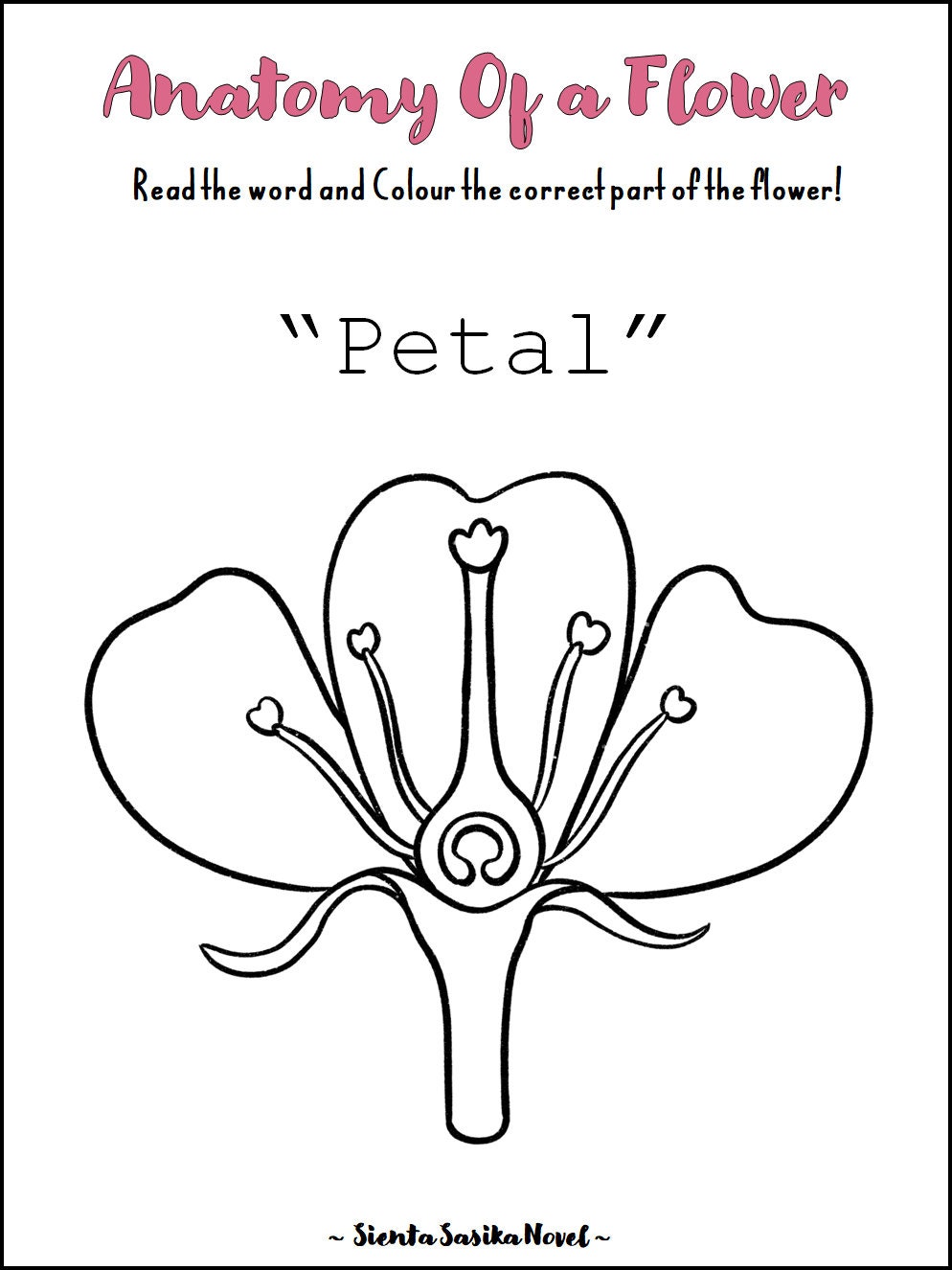 ANATOMY of A FLOWER: Montessori 3 Parts Card and 50 Pages - Etsy