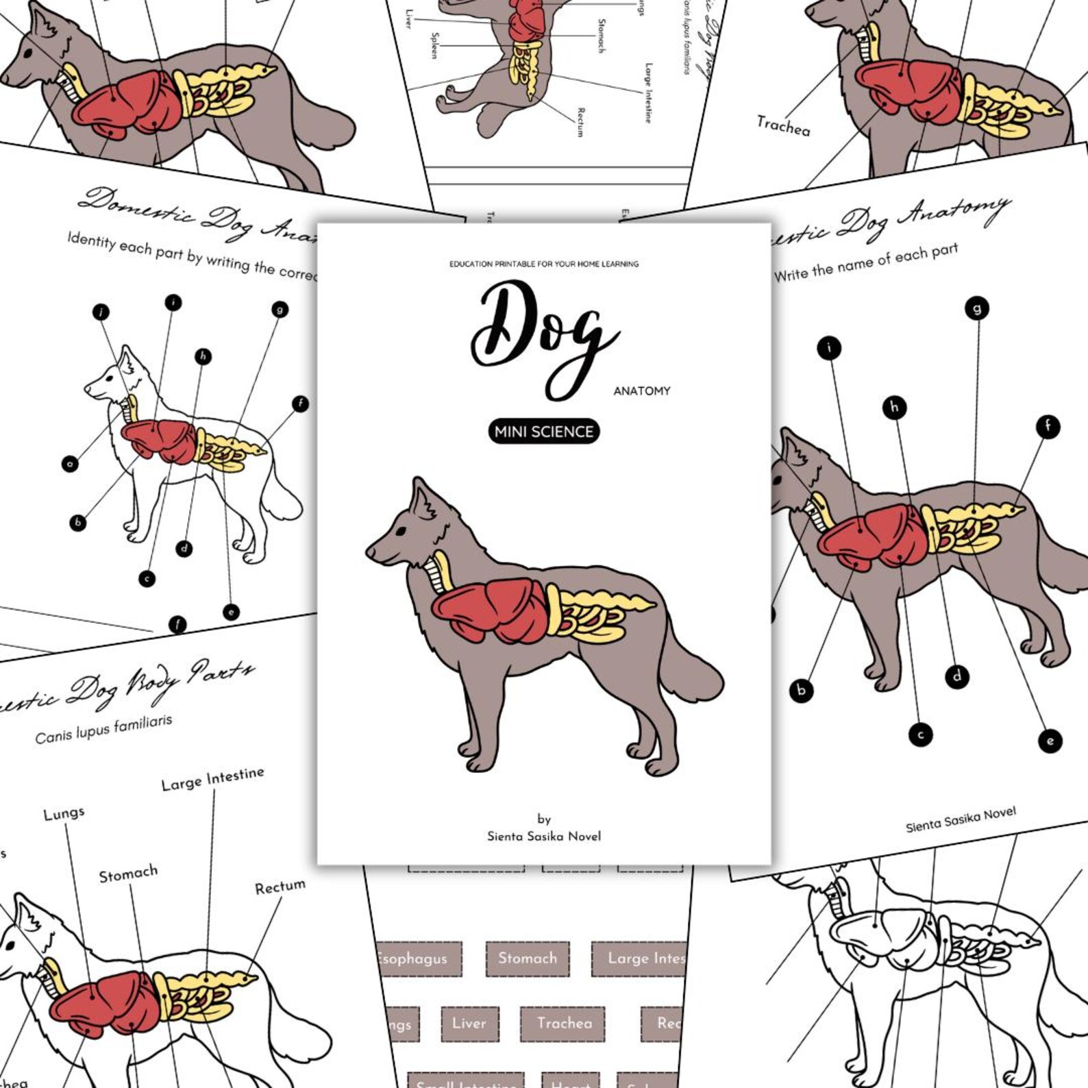 Mini Science: Learning Dog Anatomy, Animal Anatomy, Anatomy of a Dog - Etsy
