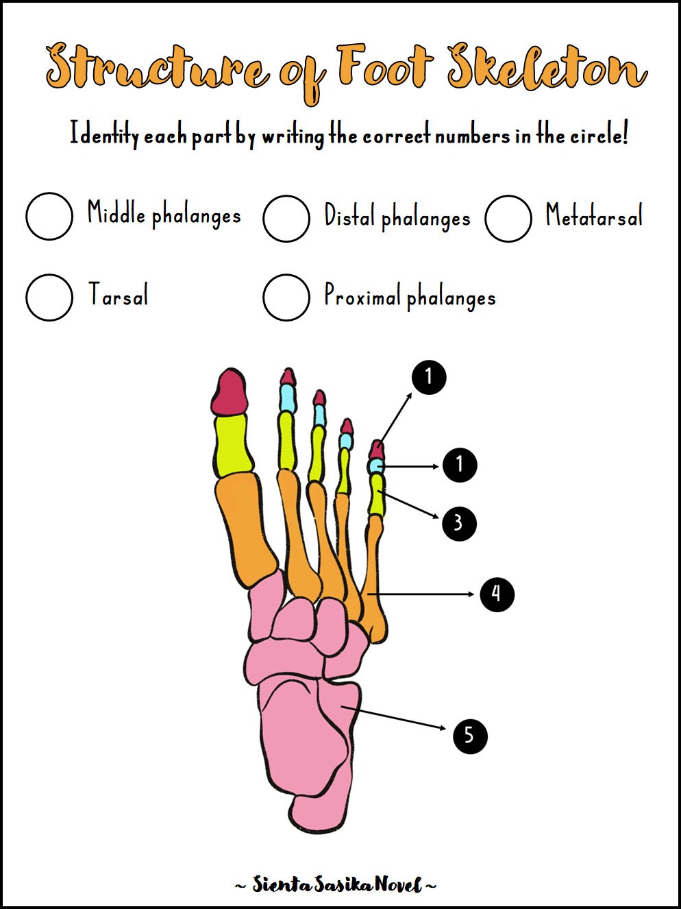 STRUCTURE of FOOT SKELETON: Montessori 3 Parts Card and 42 - Etsy Australia