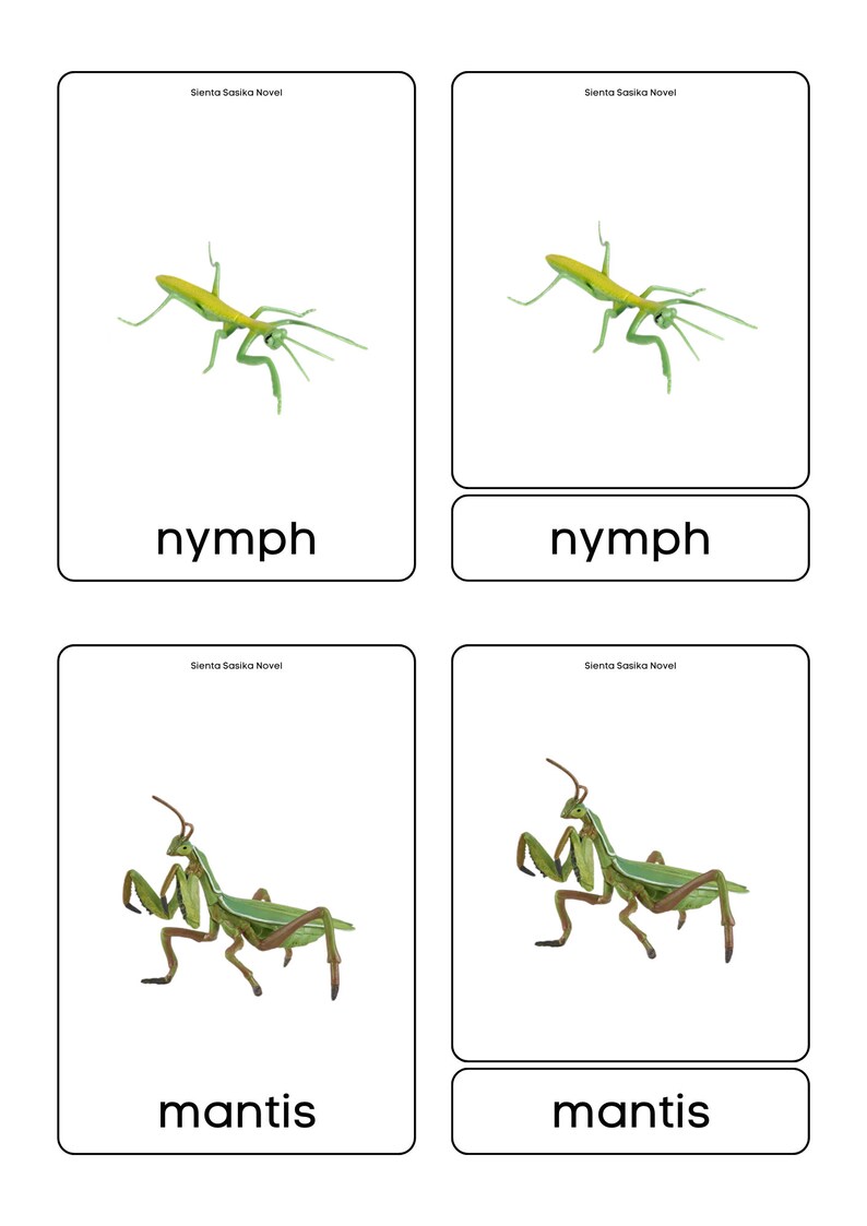 LIFE CYCLE: Mantis Life Cycle for Your Figurine Life Cycle Material | Animal Life Cycle ...