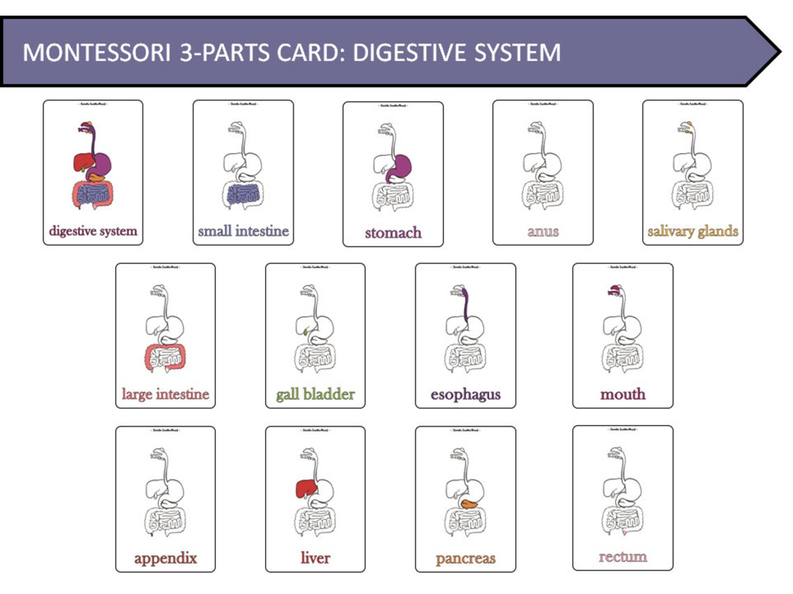 DIGESTIVE SYSTEM: Montessori 3 Parts Card and 85 Pages Worksheet ...