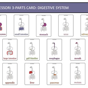 DIGESTIVE SYSTEM: Montessori 3 Parts Card and 85 Pages Worksheet ...