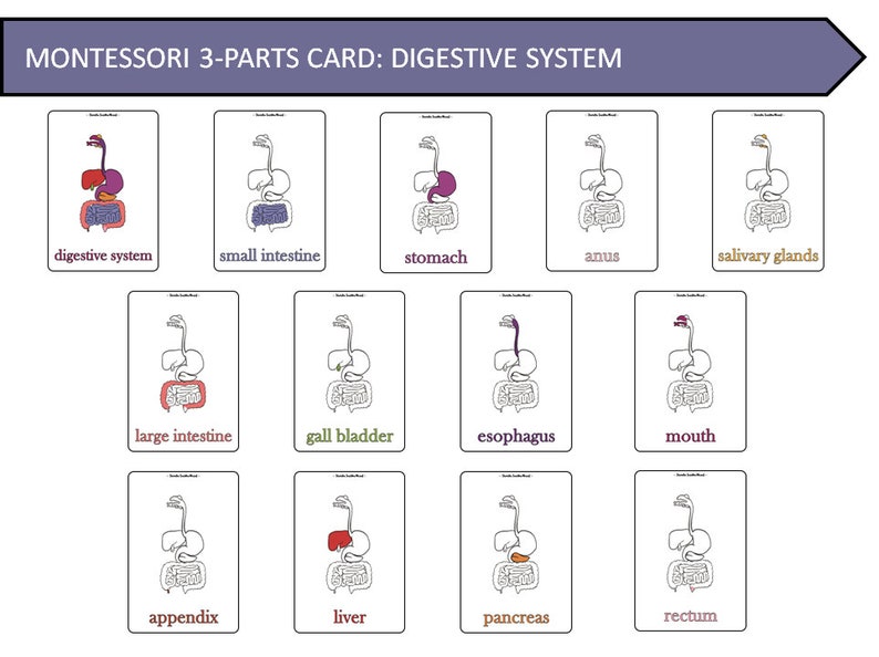 DIGESTIVE SYSTEM: Montessori 3 Parts Card and 85 Pages Worksheet ...
