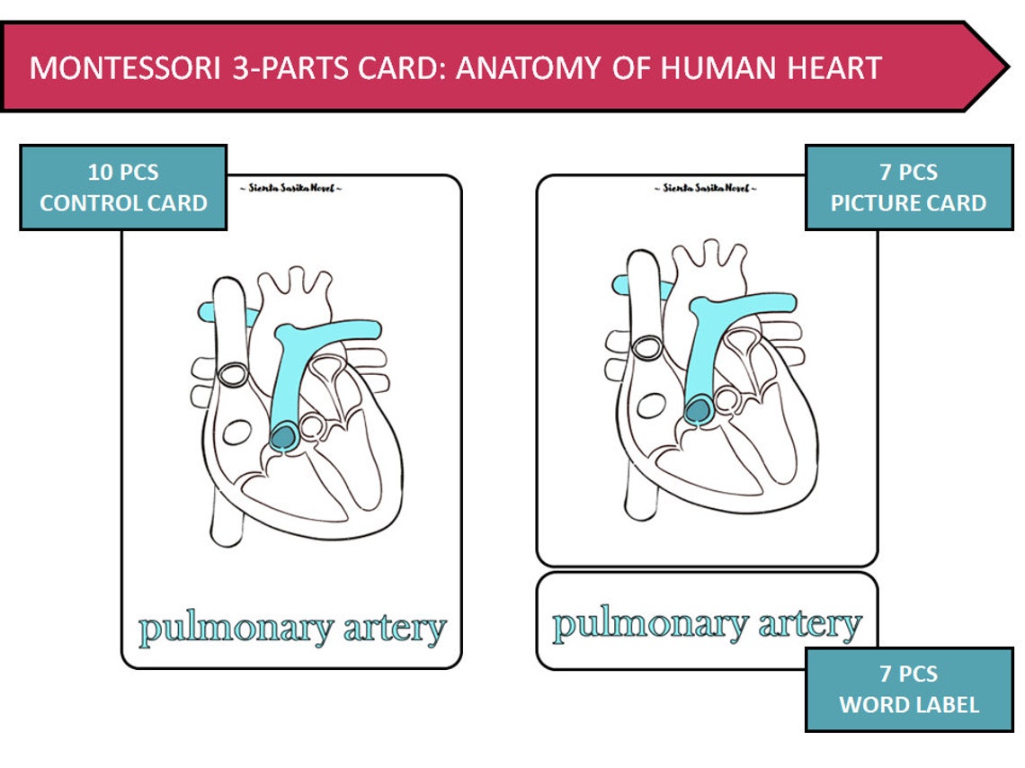Human Heart Anatomy: Montessori 3-part Cards & Worksheets (PDF) - Etsy