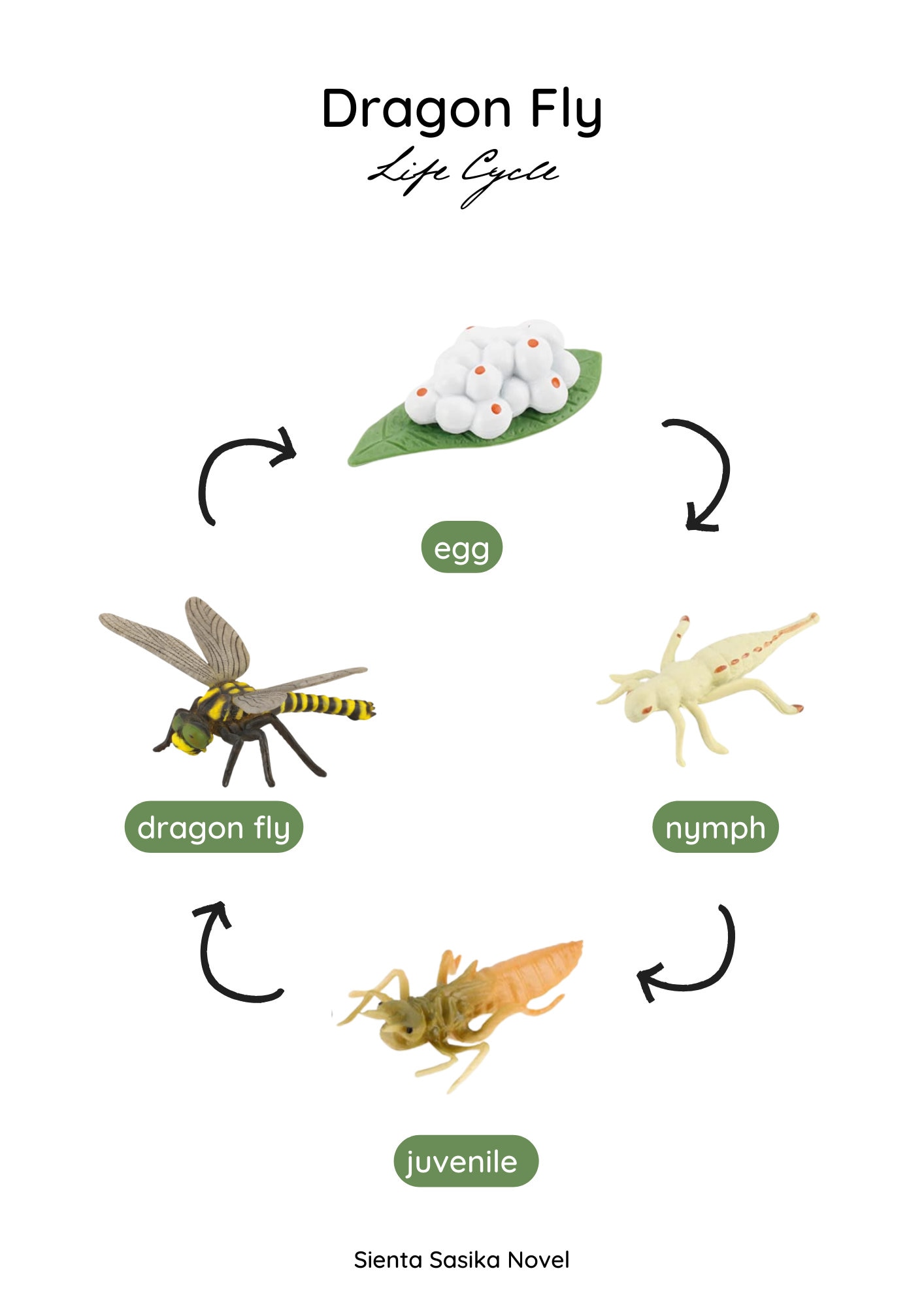 LIFE CYCLE: Dragon Fly Life Cycle for Your Figurine Life Cycle Material ...