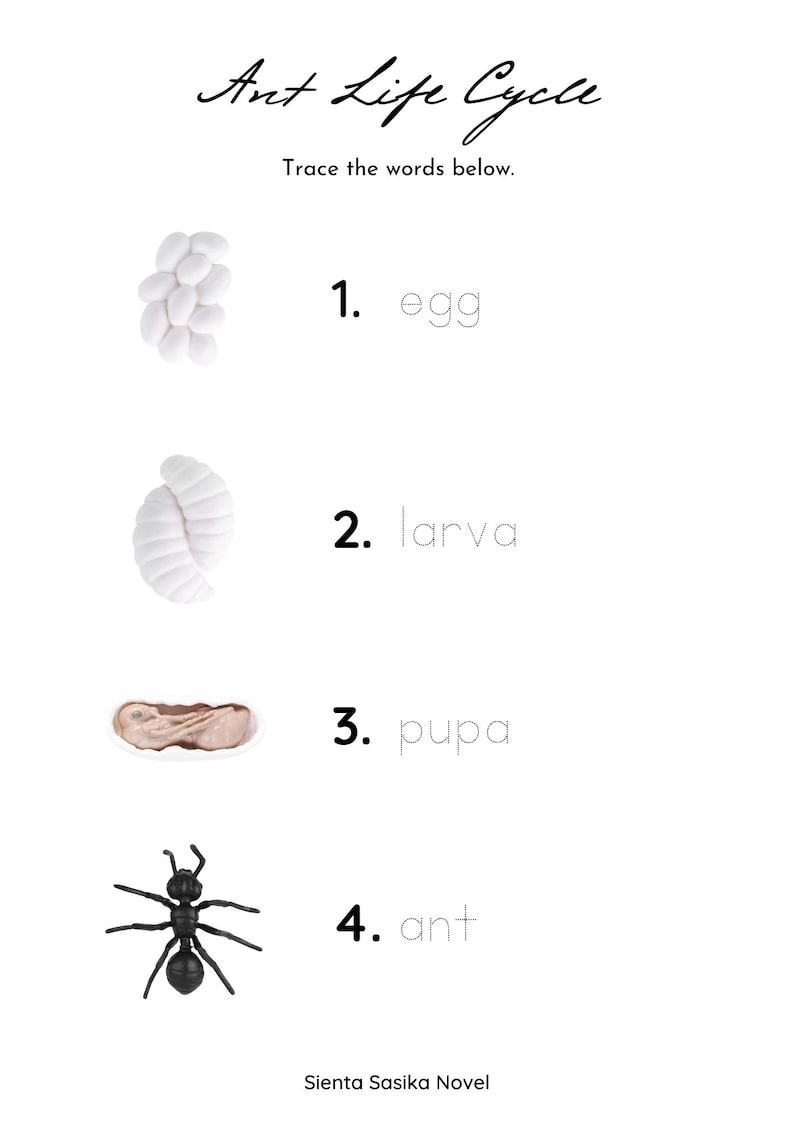 Ant Life Cycle Printable: Montessori Cards & Worksheets (PDF Files) - Etsy