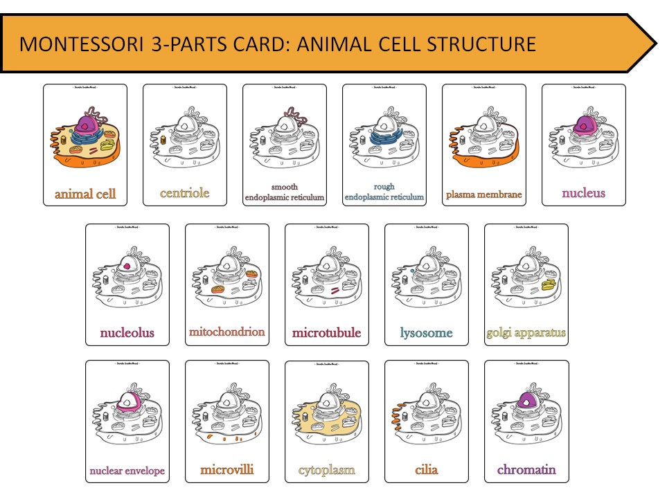 ANIMAL CELL STRUCTURE: Montessori 3 Parts Card and 114 Worksheet Pages ...