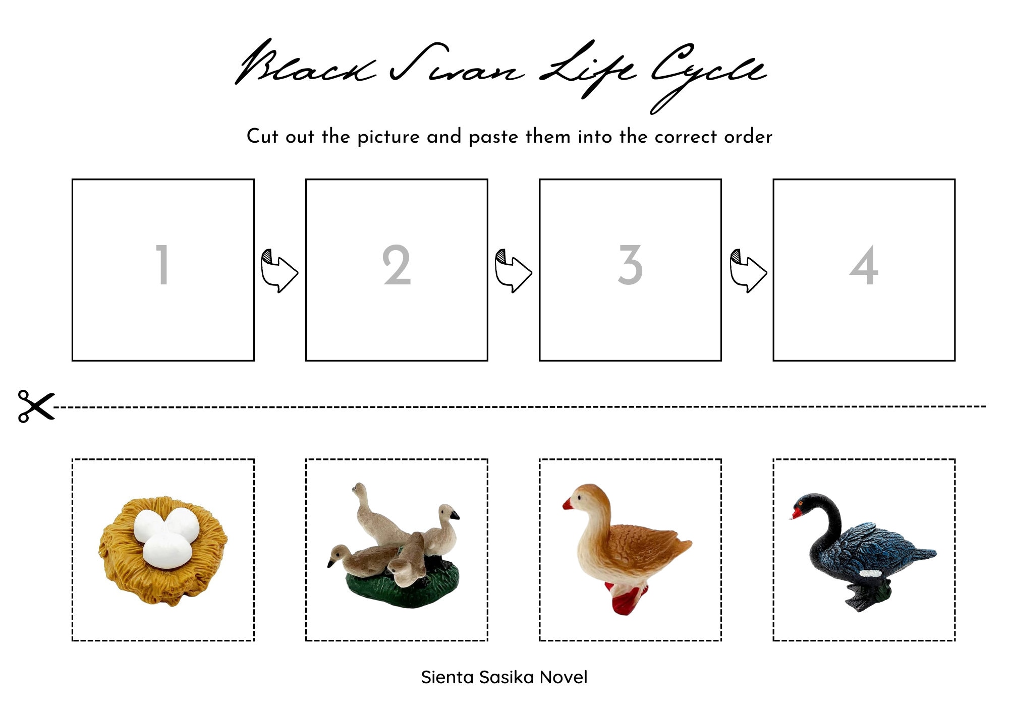 LIFE CYCLE: Black Swan Life Cycle for Your Figurine Life Cycle Material ...