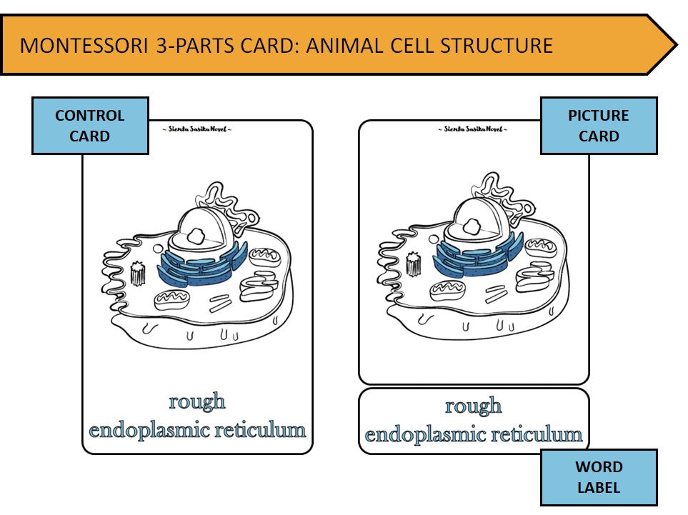 ANIMAL CELL STRUCTURE: Montessori 3 Parts Card and 114 Worksheet Pages ...