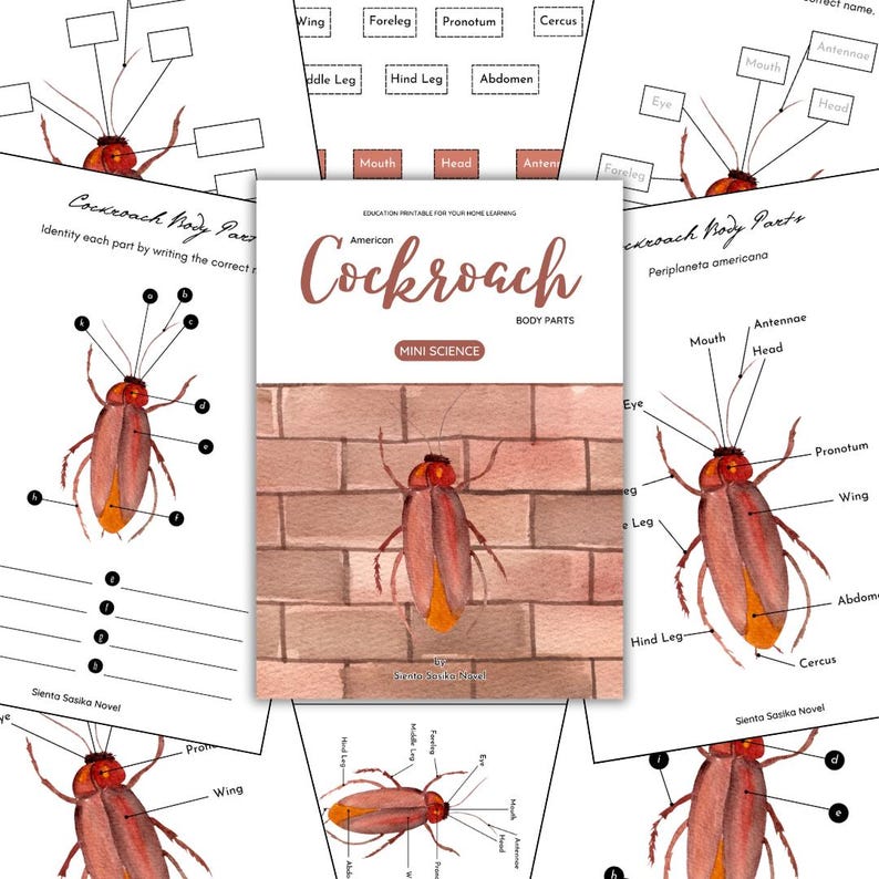 Mini Science: Learning Cockroach Body Parts, Animal Anatomy Watercolor ...
