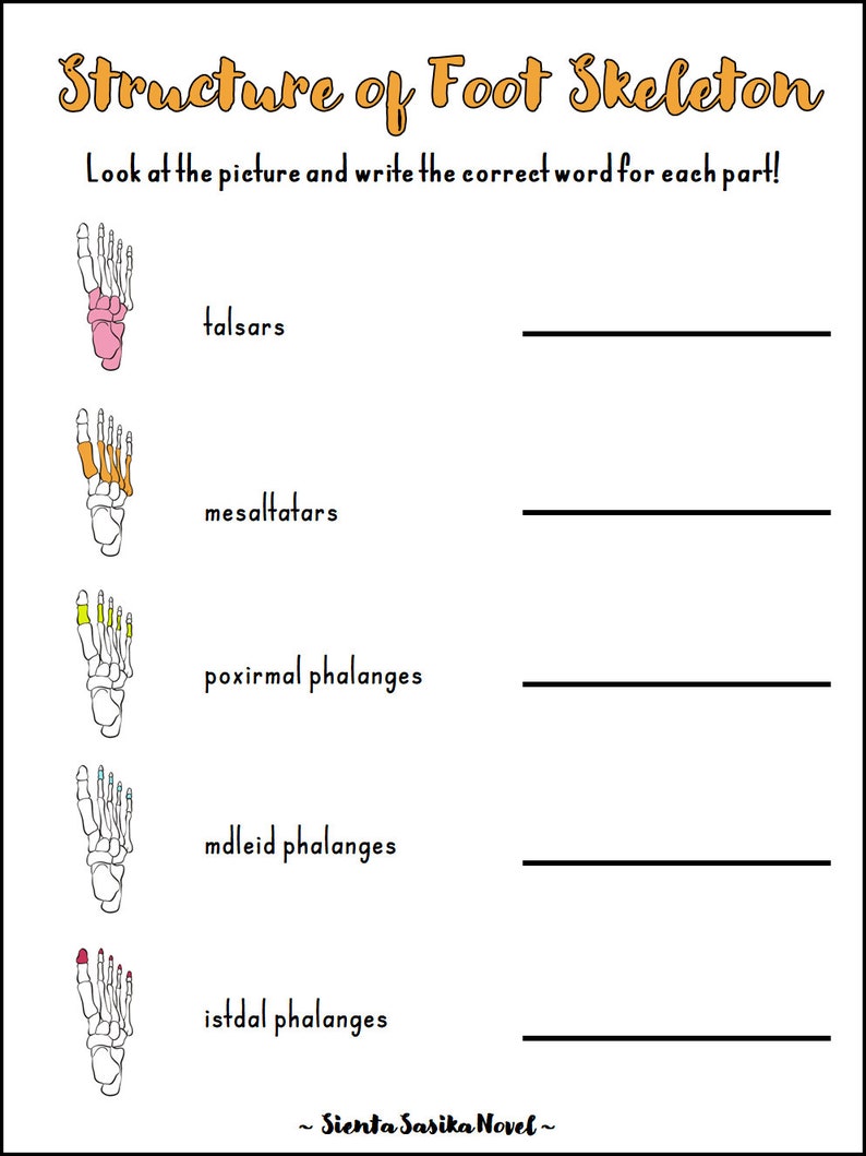 STRUCTURE of FOOT SKELETON: Montessori 3 Parts Card and 42 - Etsy
