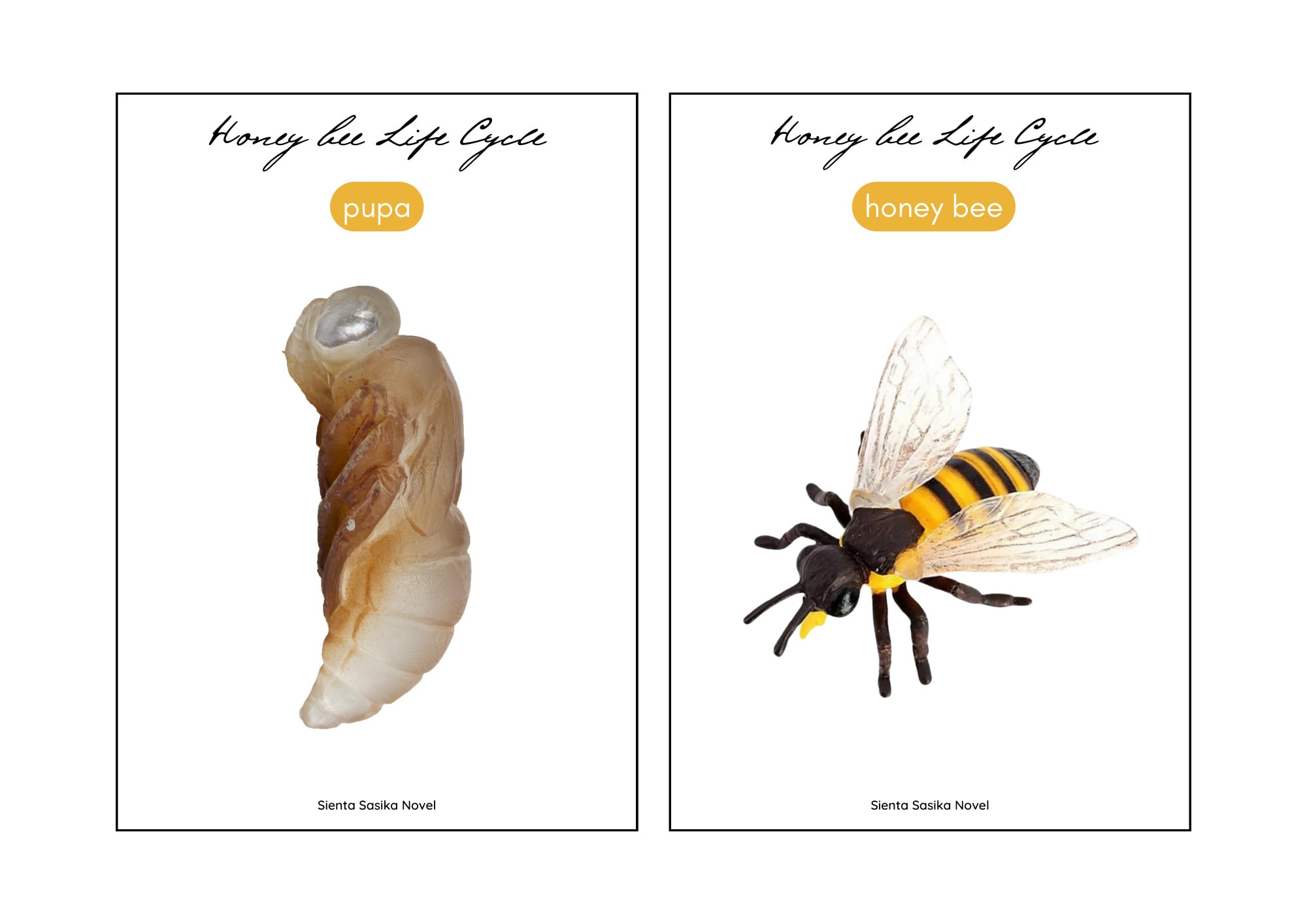 LIFE CYCLE: Honey Bee Life Cycle for Your Figurine Life Cycle Material ...