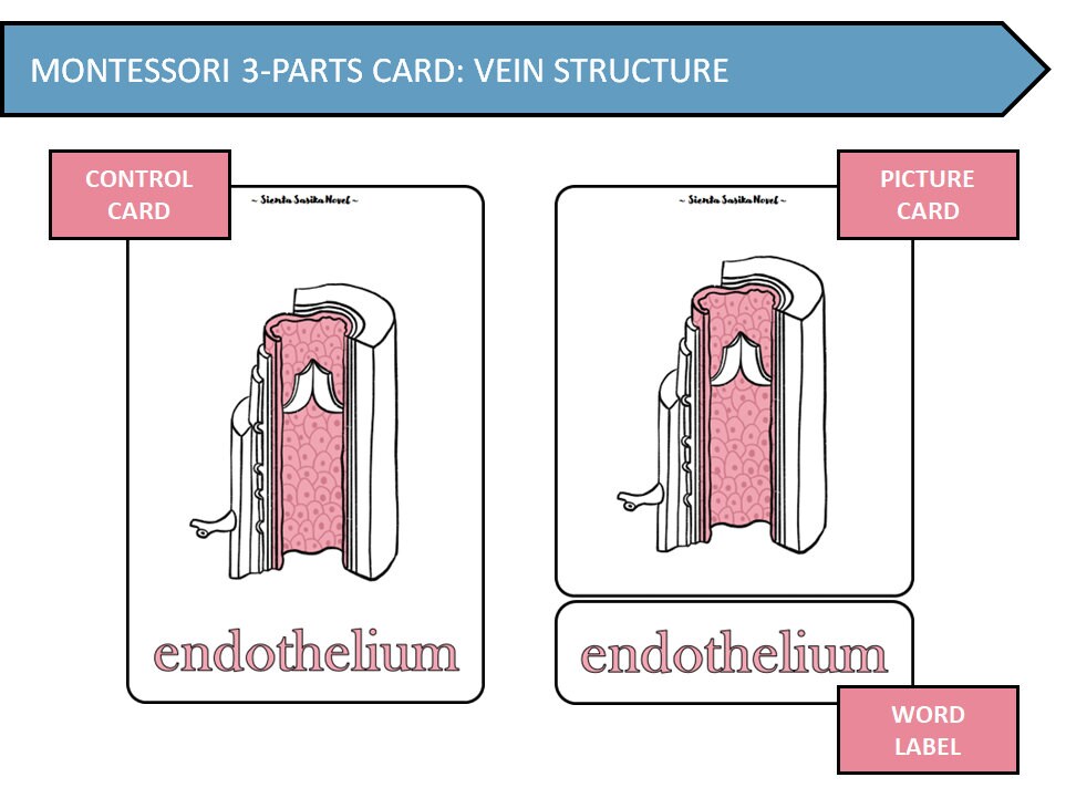 VEIN STRUCTURE: Montessori 3 Parts Card and 45 Pages Worksheet ...