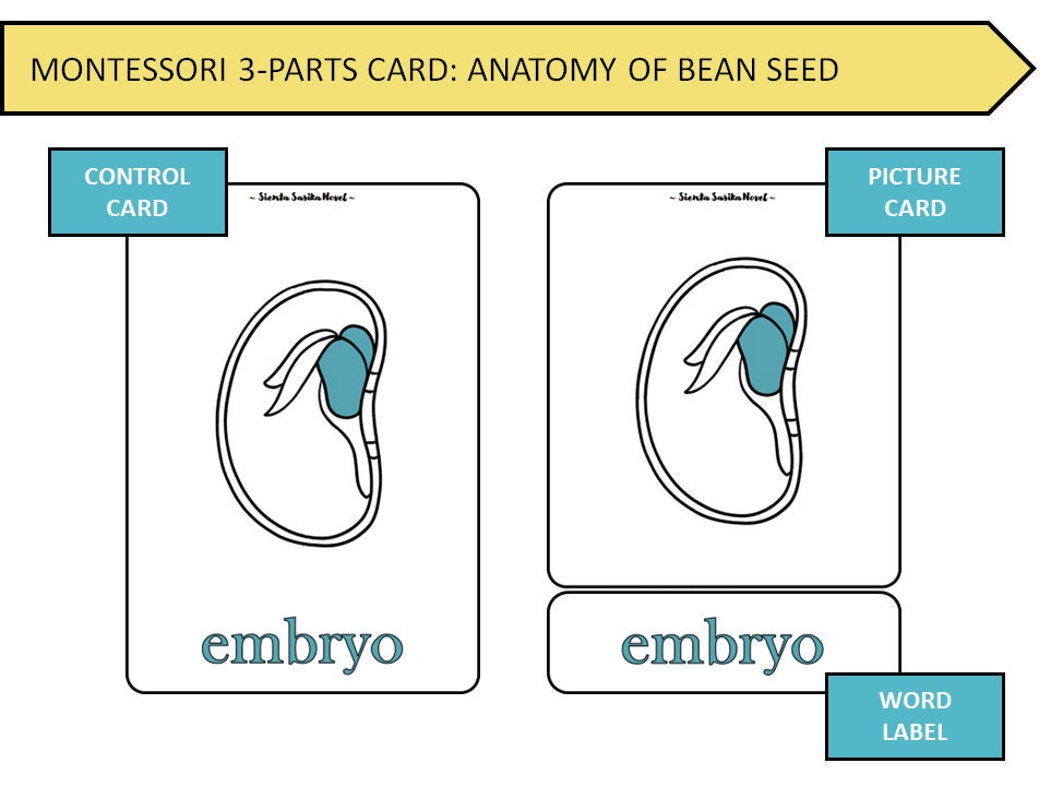 BEAN SEED ANATOMY: Montessori 3 Parts Card and 45 Pages Worksheet ...