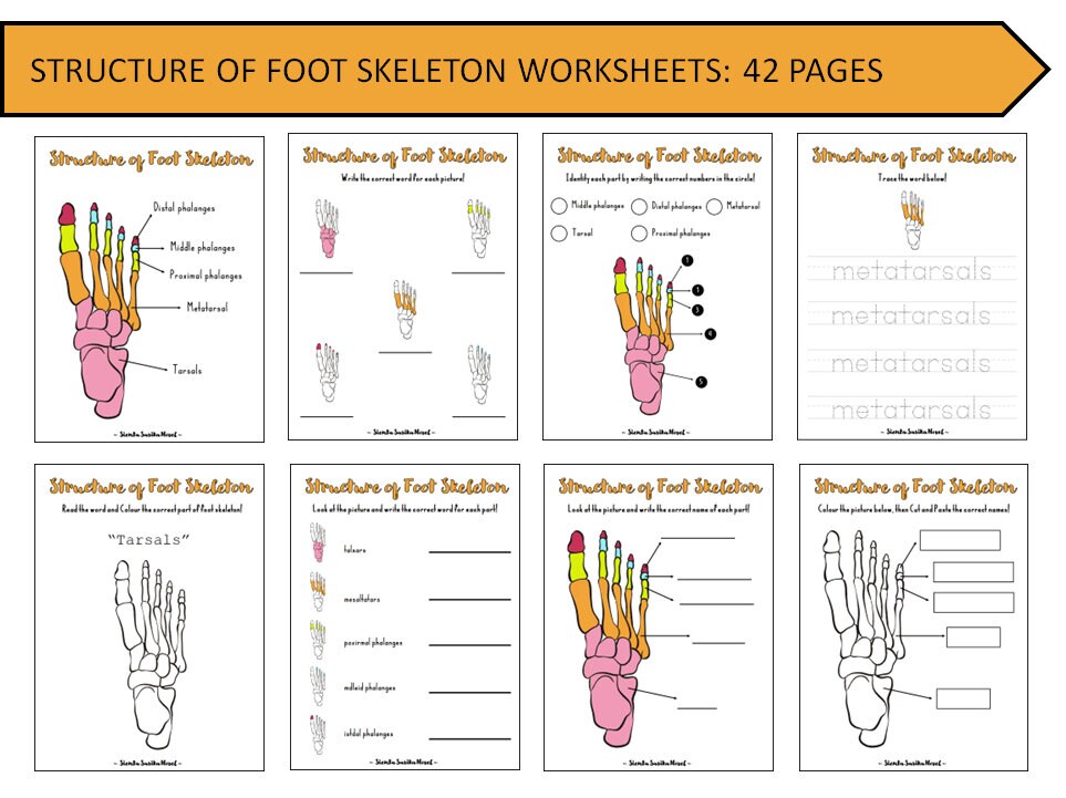 STRUCTURE of FOOT SKELETON: Montessori 3 Parts Card and 42 Worksheet ...