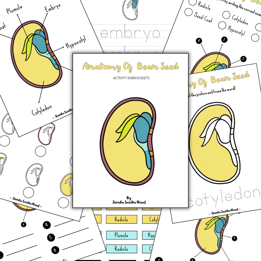 BEAN SEED ANATOMY: Montessori 3 Parts Card and 45 Pages Worksheet ...