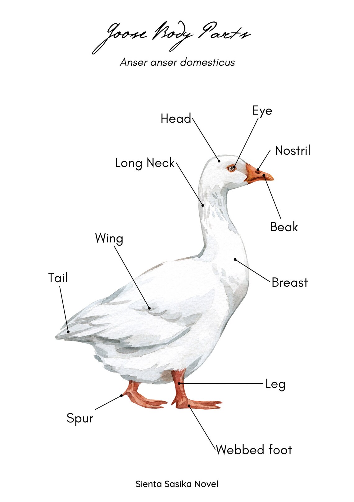 MINI STUDY: Farm Animals Body Parts Total 470 Pages Anatomy Morphology ...