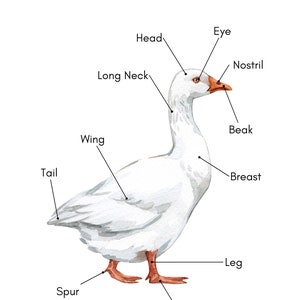 MINI STUDY: Farm Animals Body Parts Total 470 Pages Anatomy Morphology ...