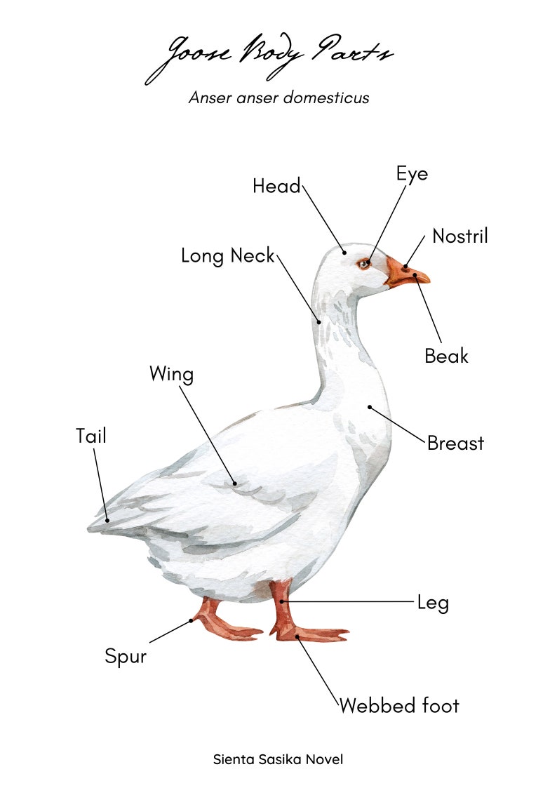 MINI STUDY: Farm Animals Body Parts Total 470 Pages Anatomy Morphology ...