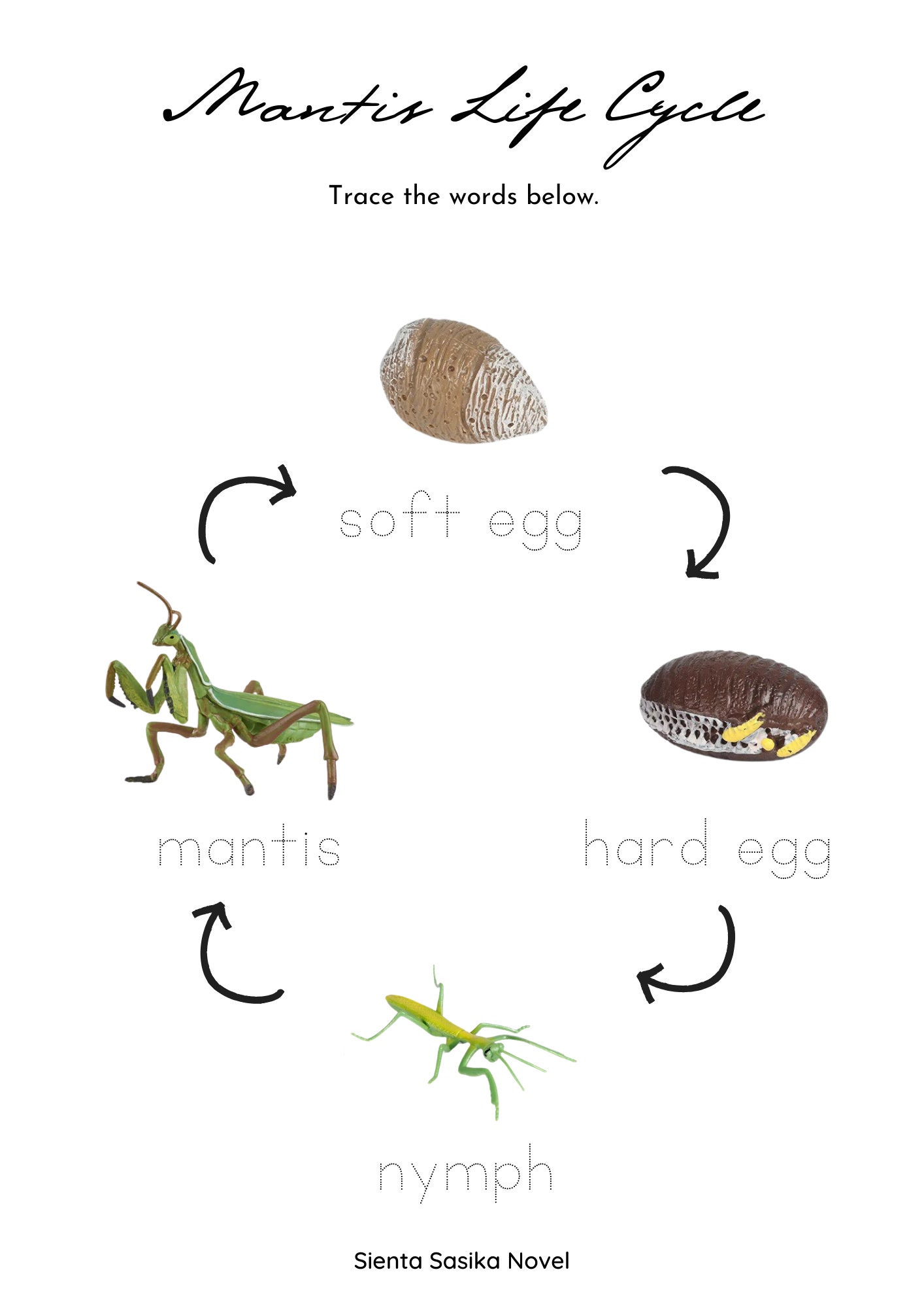 LIFE CYCLE: Mantis Life Cycle for Your Figurine Life Cycle Material ...