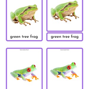MONTESSORI 3 PARTS CARD: Real Picture of Amphibian | Homeschool, Home ...