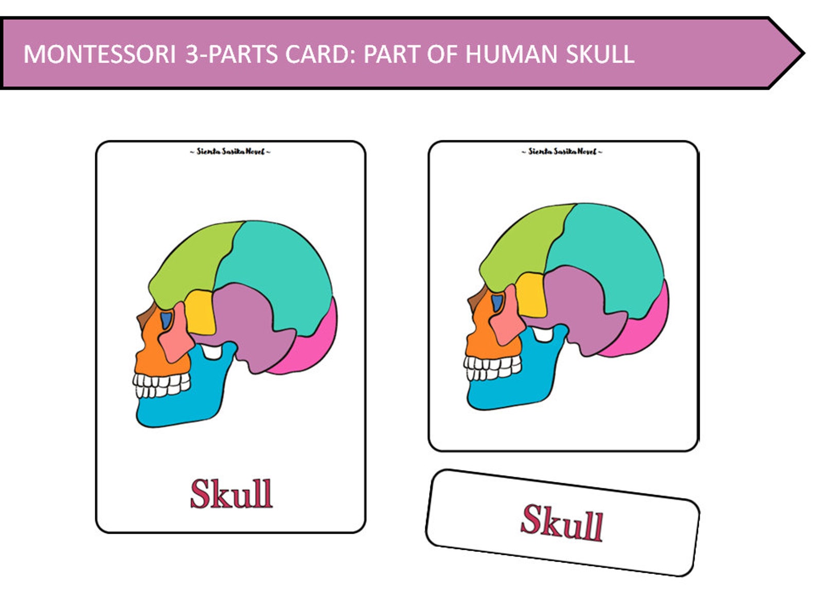 HUMAN SKULL: Montessori 3 Parts Card and 68 Pages Worksheet | Skull ...
