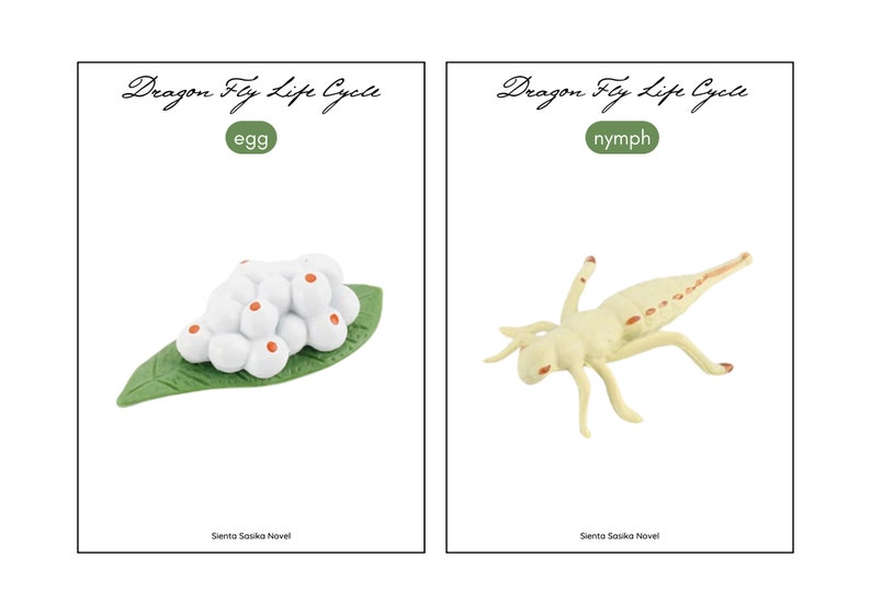 LIFE CYCLE: Dragon Fly Life Cycle for Your Figurine Life Cycle Material ...